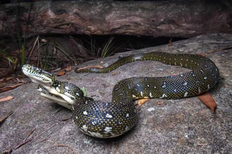 Image result for Diamond Python