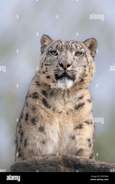 Image result for Snow Leopard Looking Forward