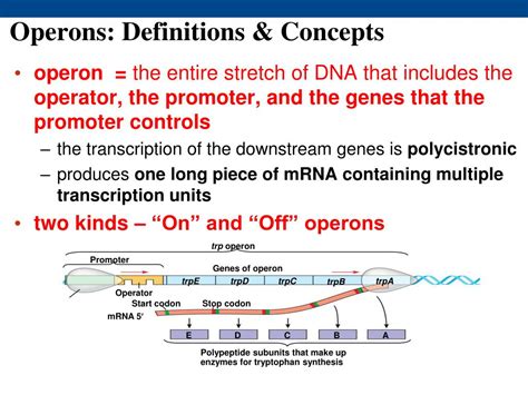 Image result for Gene Expression Promoter Operon
