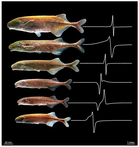 Image result for Electrical Fish