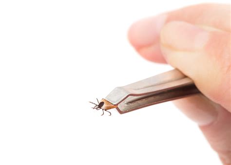 Image result for Tick Control Services Tick Box