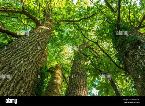 Image result for Multiple Tree Trunks