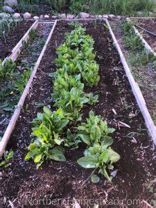 Image result for Dry Spring