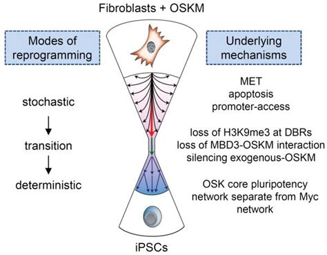 Image result for Reprogrammation Stage 1
