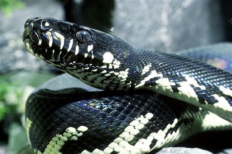 Image result for Boelen's Python