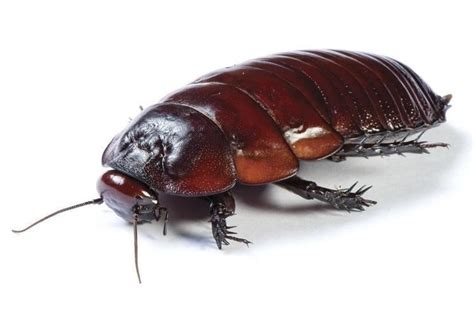 Image result for Burrowing Cockroach