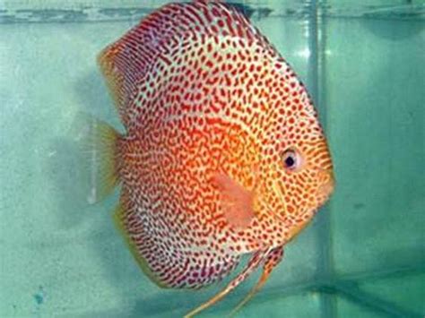 Image result for Rare Discus Fish