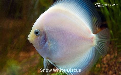 Image result for Types of Discus Fish List