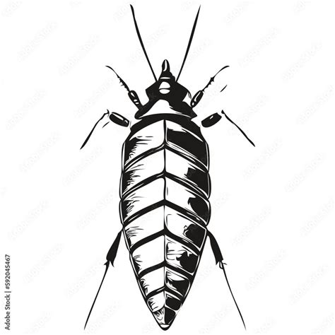 Image result for Cockroach Line Art