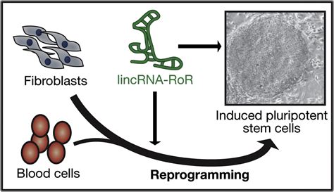 Image result for Stem Cell Reprogramming