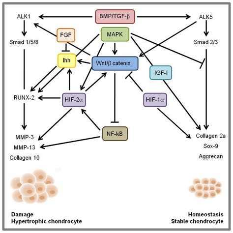Image result for Bone Formation Signaling Pathway