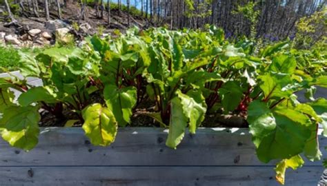 Image result for Beet Varieties for Containers