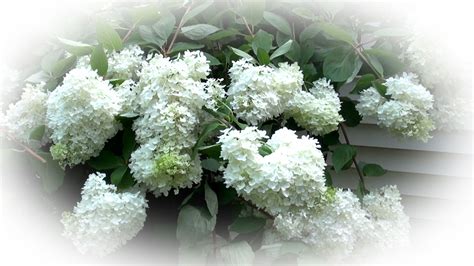 Image result for How to Prune Hydrangea Tree