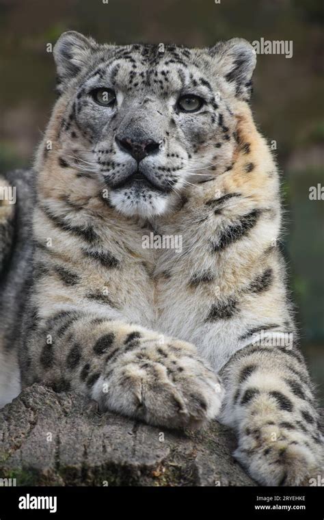 Image result for Snow Leopard Front View