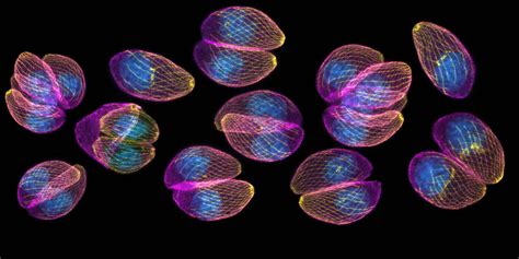 Image result for Nikon Microscope