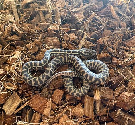 Image result for Stimson's Python