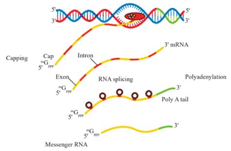 Image result for Class 12 Botany Chapter 1