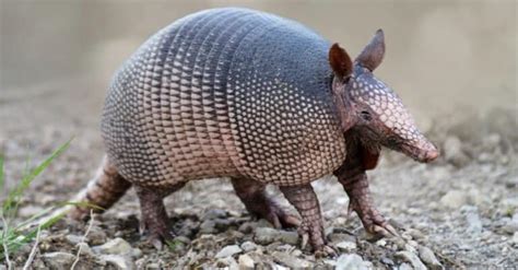 Image result for Python vs Armadillo