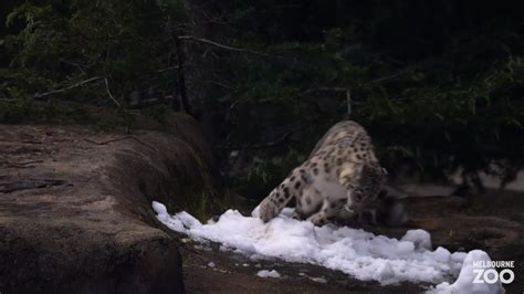 Image result for Snow Leopard Looking Forward