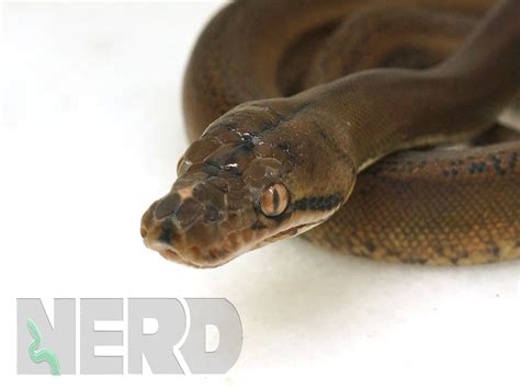 Image result for Golden Child Reticulated Python