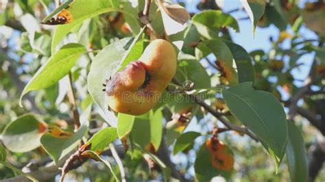 Image result for Pear Tree Leaf Rust