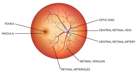 Image result for Visual System Retina
