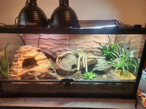Image result for Bioactive Iguana Setup