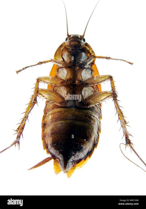 Image result for Cockroach On Its Back