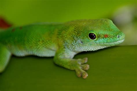 Image result for Lizard In-House