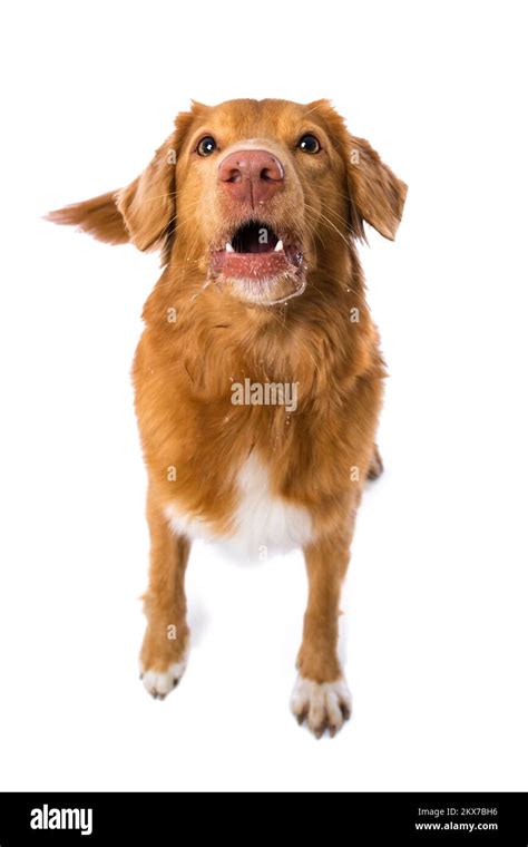 Image result for Dog Using Duck Call