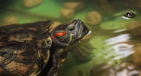 Image result for Slider Turtle