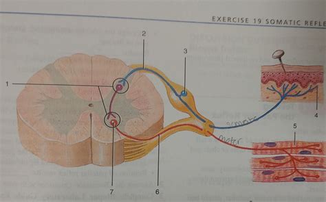 Image result for Components of Reflex Arc