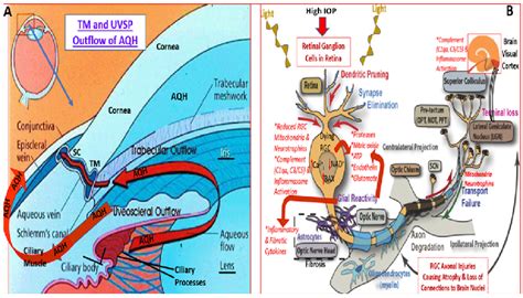 Image result for Aqueous Humor Eye Function