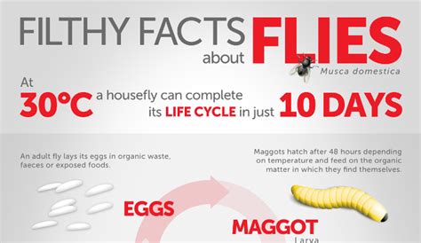 Botfly Symptoms - HRF