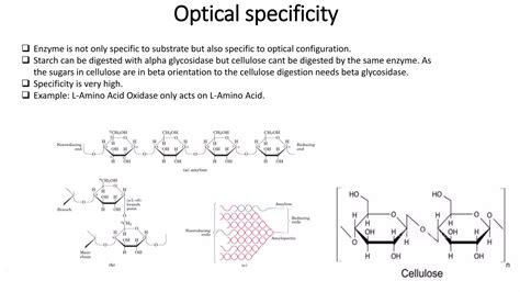 Image result for Exercise 1 Enzyme Specificity