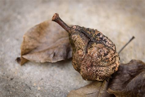 Image result for Pear Tree Bark Rust