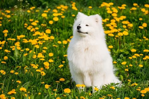 Image result for Pretty Dogs