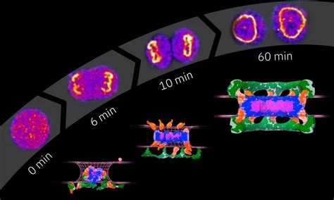 Image result for Model of Nuclear Pore Complex