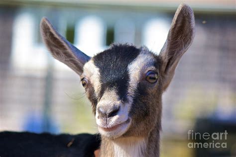 Image result for Goats Smiling