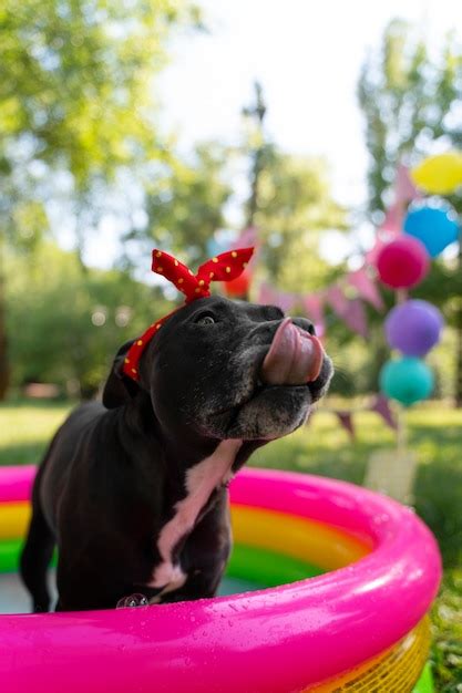 Image result for Pool Party for Dogs