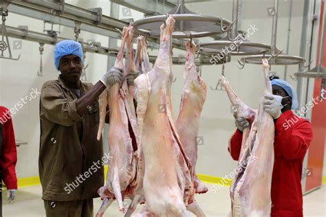 Image result for Processing Audad Meat