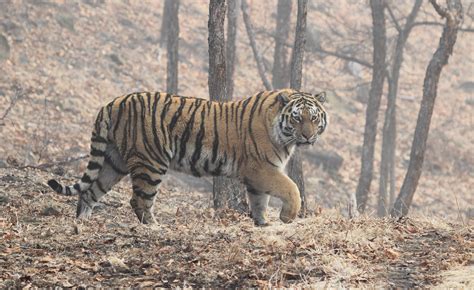 Image result for Tiger Solft Program