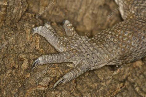 Image result for Lizard Feet