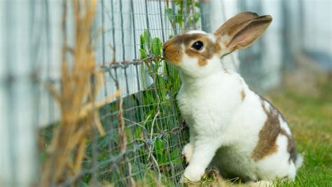 Image result for Rabbit Predators