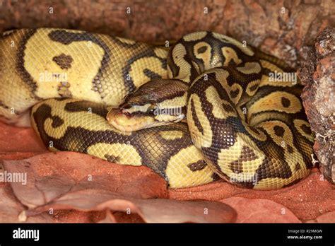 Image result for Python Regius Rat