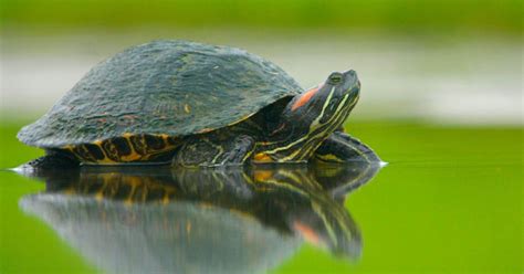 Image result for Red Ear Slider Turtle