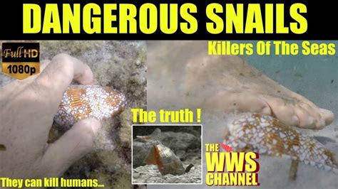 Image result for Venomous Sea Shell