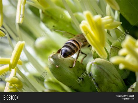 Image result for Bees While Pollinating
