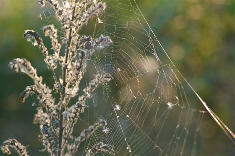 Image result for Spider Web Net