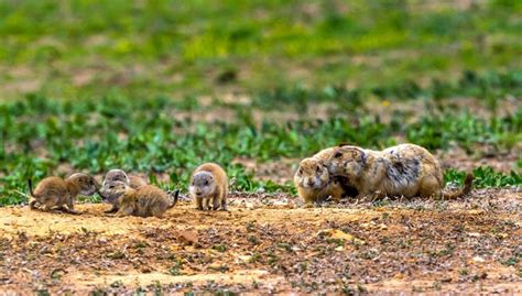 Image result for Prairie Dog Hunting Tips